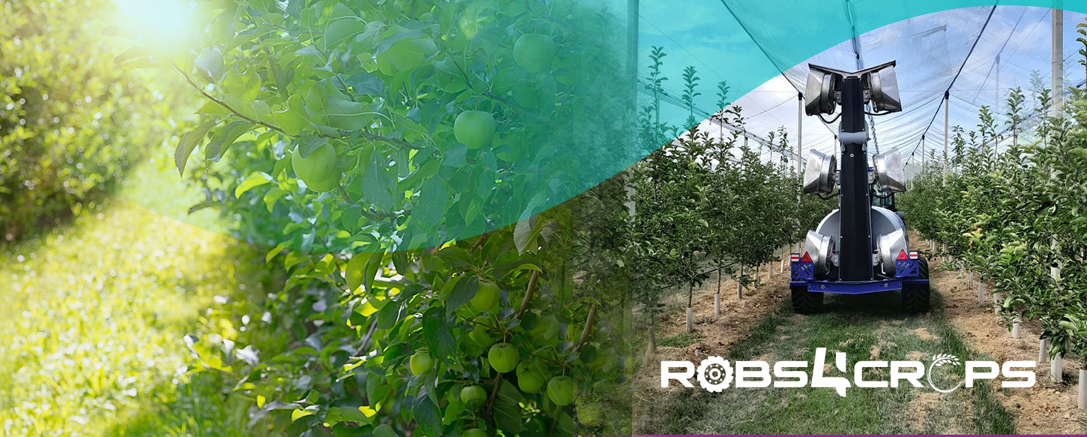 Technology insight: The Spanish pilot | Robs4Crops